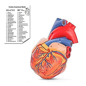 SKUMOD 1:1 Human Heart Model, 2-Part Life Size Accurate Numbered Heart Shows 48 Anatomical Internal Structures Medical Heart Model