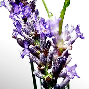 Davidoff Cool Water Homme Men Shower Gel 150 ml