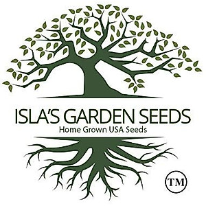 Red Shortday Burgundy Onion Seeds for Planting, 300+ Heirloom Seeds Per Packet, (Isla's Garden Seeds), Non GMO Seeds, Botanical Name: Allium cepa, Great Home Garden Gift