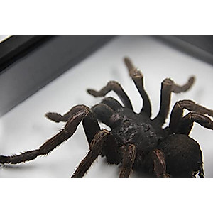 Real Giant Bird Eating Tarantula EURYPEIMA SPINCRUS Spider Taxidermy Transparent Boxed Display (Glass Background Black Frame)