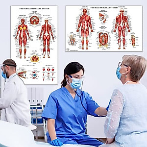 THE ART OF SCIENCE 2-Pack Muscular System Posters - Male and Female Muscle System Models - Human Anatomy Posters, Medical Posters, Human Body Posters - Laminated - 18x30