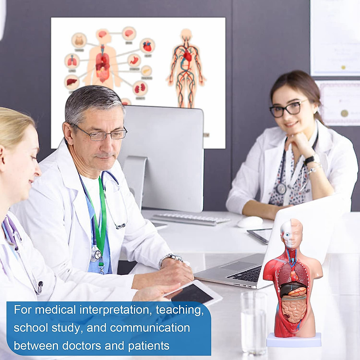 faruijie Human Anatomy Torso Model 10.5 Inch Anatomical Assembly Model of Human Organs 14 PCS Removable Organs School Medical Education Display with Detailed Installation Manual