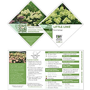 Proven Winner Little Lime Hydrangea 2 Gal, Green to Pink Blooms