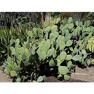 3 Pads Spineless Thornless Edible Nopales Prickly Pear Cactus Pads Opuntia Cacanapa Succulents Cutting Planting