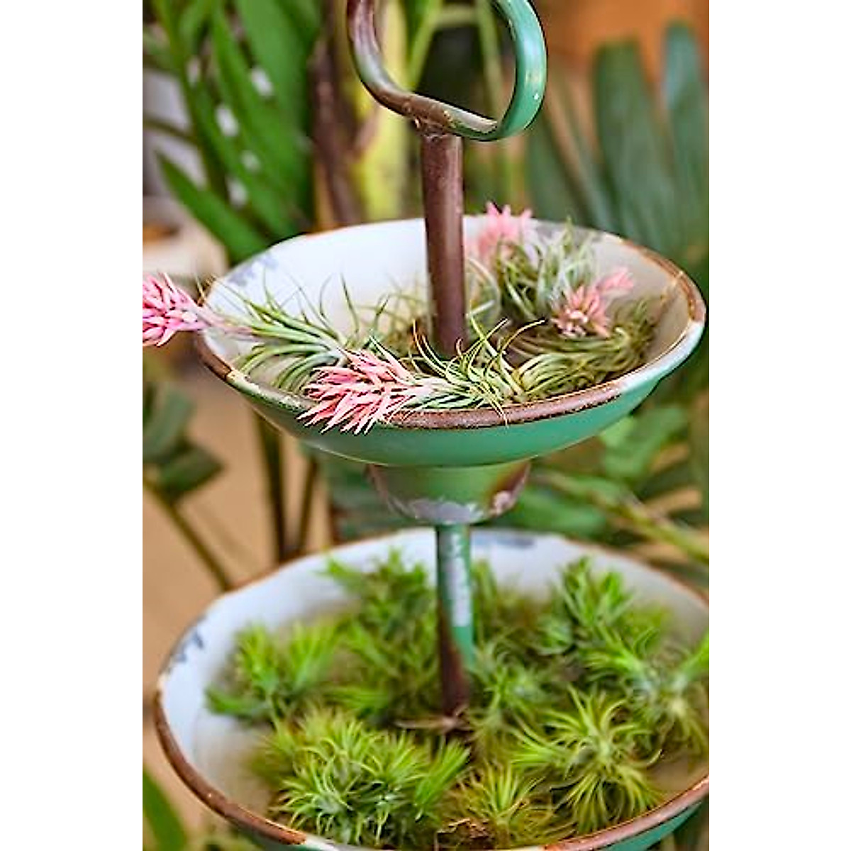 Ionantha Tillandsia Air Plants Live Indoor Plants (10PK), Air Plant Terrarium Plants Live Houseplants, Live Plants Indoor Plant Kit, Easy Care Plants for Air Plant Holder or Garden by Plants for Pets