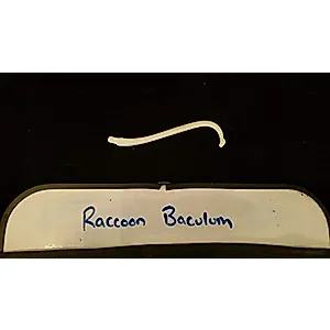 Real Raccoon Baculum Penis Dick Bone Animal Mammal/Skull Skeleton Taxidermy