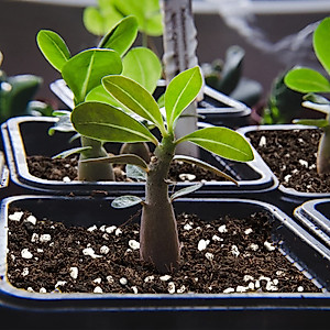 Sprout N Green Organic Potting Mix for Succulents Cactus, 2 Quarts Indoor Plants Soil, for Bonsai, Flowers, Vegetables, Herbs, Orchid, Premixed House Garden Grow Soil Blend Special Formulated