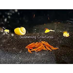 Swimming Creatures 10 Orange Sunkist Neocaridina Freshwater Aquarium Shrimp. Live Arrival Guarantee.