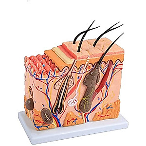 Anatomy Model, Skin Structure Anatomical Model - Human Skin Organ Anatomy Model - Medical Anatomical Skin Tissue Model - for Study Display Teaching Medical Model for Medical Demonstration