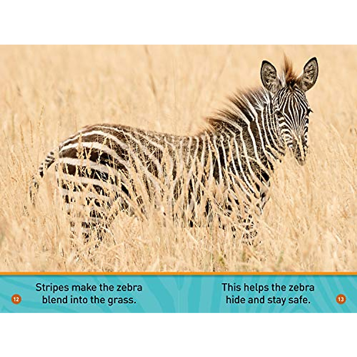 A Zebra's Day (National Geographic Kids Readers, Pre-Reader)