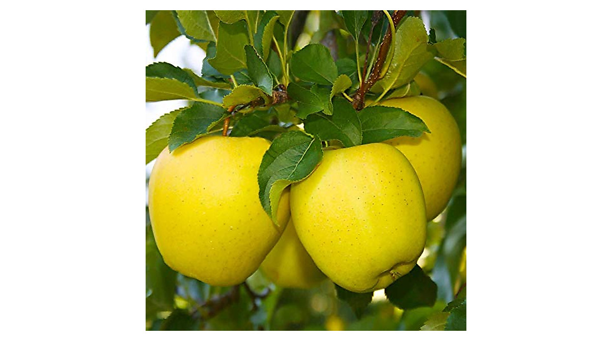 Dorsett Apple Tree 6-7 ft | Grow in Warm Climates