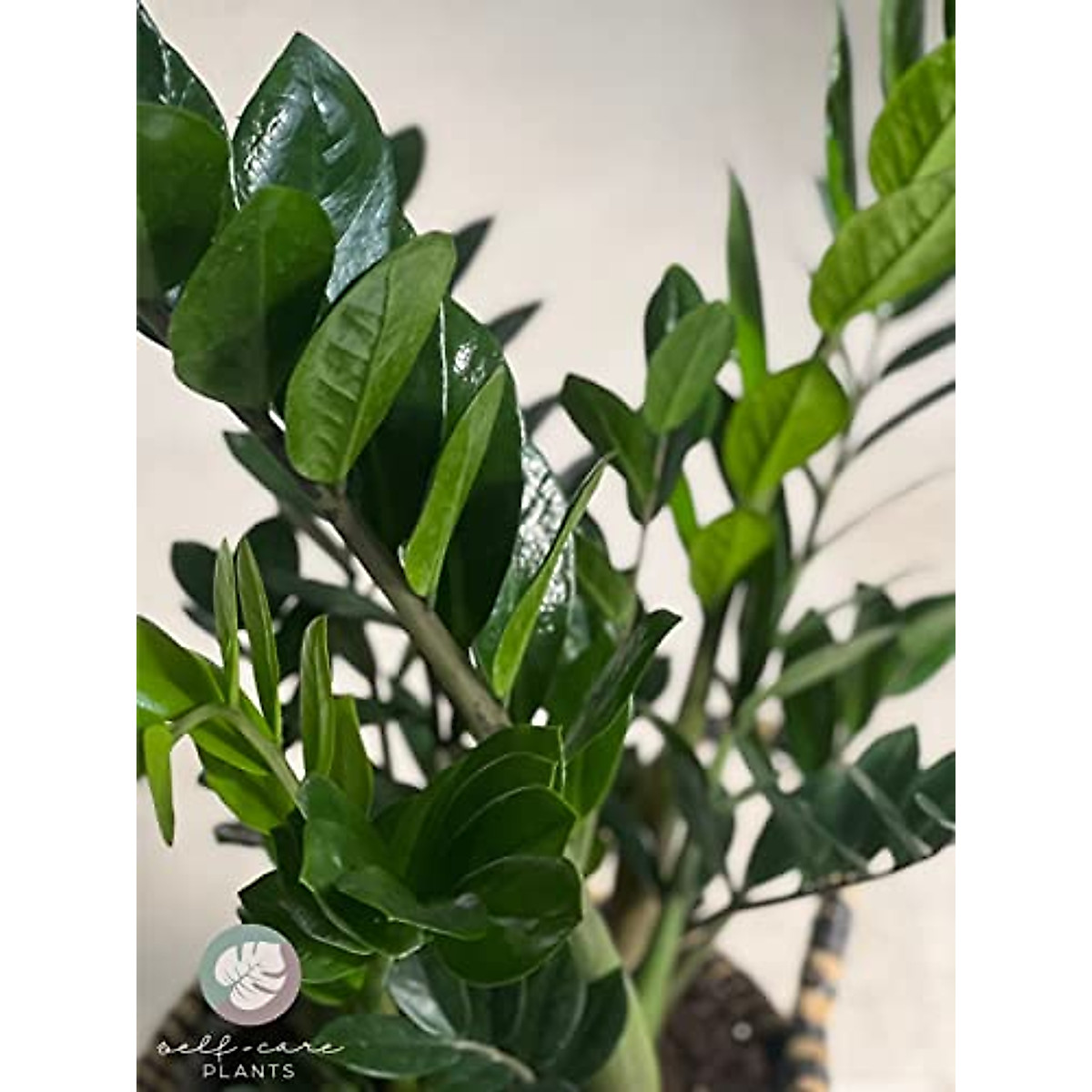 Nature’s Way Farms ZZ Plant, Zamioculcas Zamiifolia, Indoor, Outdoor, Live Houseplant, in Grower Pot (25-30 in. Tall)