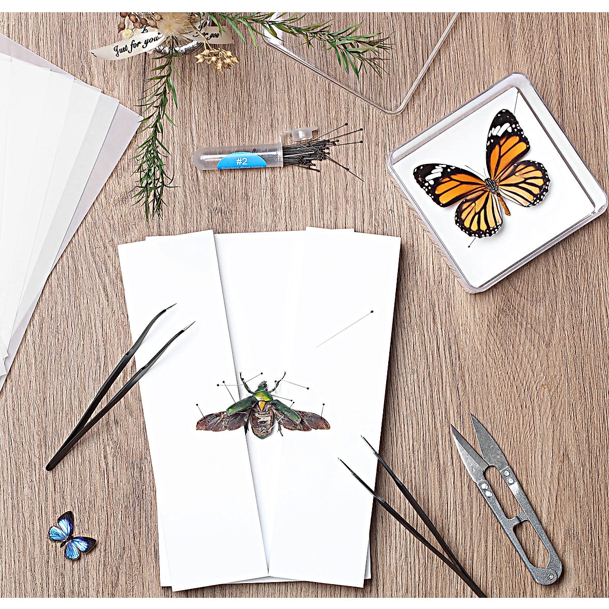 Making Insect Specimen Tools Kit, with Insect Pins,Insect Pinning Board, Wings Pressing Paper,Tweezers, Scissors, Insect Display Case, Insect Collection for Bug Hobbyist/Biology Projects