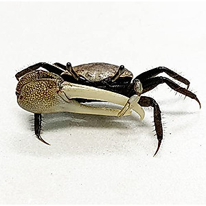 Generic Fiddler Crab (Uca Sp.) x3 - Live Freshwater Crab