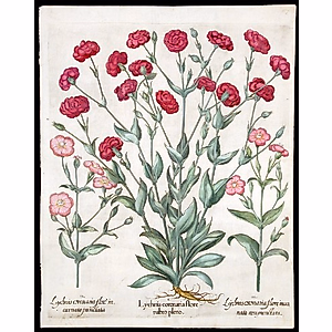[Crimson double-flowered mullein pink] Lychnis coronaira flore rubro pleno; [Speckler mullein pink] Lychnis coronaria flore in carnato punctata; [Mullein pink] Lychnis coronaria flore incarnato non punctata