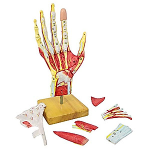 2023 New Medical Anatomical Hand Skeleton Model W/ Muscles Ligaments Nerves and Blood Vessels, 7 Parts, Life Size, Magnetic Easy Mounting (Hand Model)
