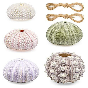 BUDDE 5 Pack Mini Sea Urchin Shell Hanging Pot-Air Plant Holder air Plant Hanging holdercute pots for succulentsin Cute Tillandsia Succulentwith Rustic Ropes