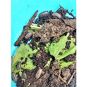 Universal Specialties Bulk Roly Polys Lot of 25 Rolie Polie Live Isopods Little Pet Animal Pill Bugs