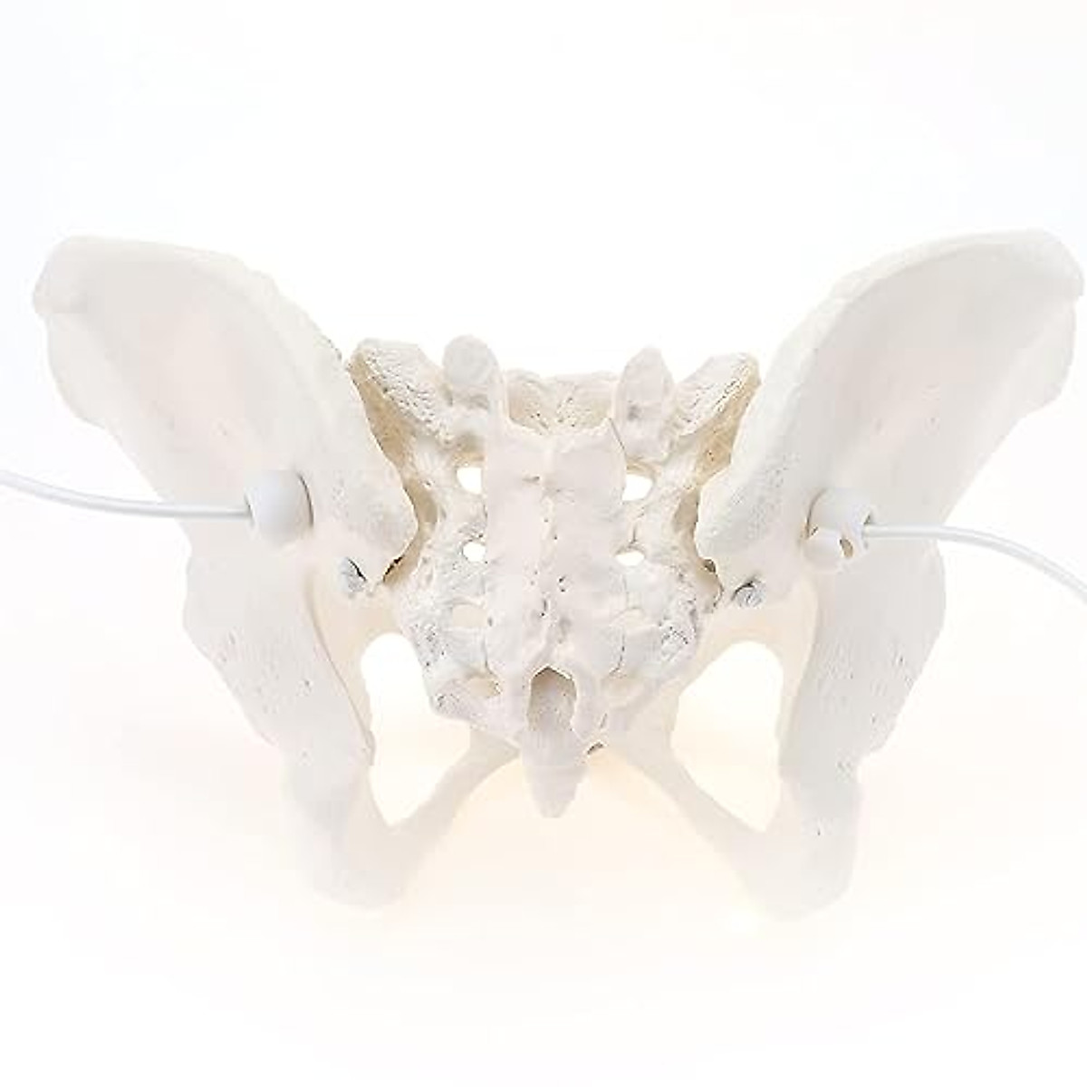 LYOU Life Size Female Pelvis Model, Flexible Female Anatomy Model, Hip Bone Pelvic Anatomical Model for Science Education Midwife in Obstetrics, Gynecology & Patent Communication