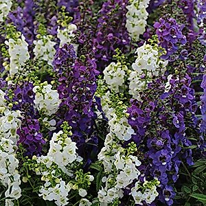 Outsidepride Angelonia Serena Waterfall Summer Snapdragon Garden Flower Seed Mix - 30 Seeds