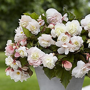 Begonia Tubers - Angelique - 9 Tubers - Pink Flower Bulbs, Tuber Attracts Pollinators, Easy to Grow & Maintain, Fast Growing, Fragrant, Container Garden