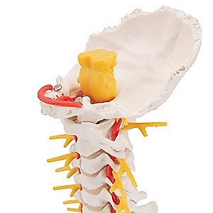 3B Scientific A72 Cervical Spinal Column - 3B Smart Anatomy