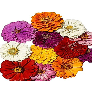 Giant Zinnia Mix Flower Seeds - B27 (200 Seeds, 2 Gram)