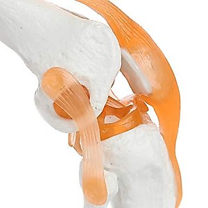 Knee Model Anatomy - Anatomically Correct Knee Joint Model with Ligaments and Muscles, Human Knee Model, Display Movement, Includes Base, Detailed Full Color Product Manual, Made by Axis Scientific