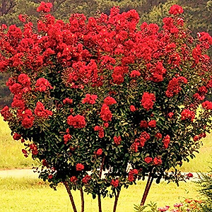 Large Dallas Red Tree Crape Myrtle, Matures 18ft+, Brightest Cherry Red Flower Clusters, Ships 2-4ft Tall, Well Rooted in Pot with Soil (10)