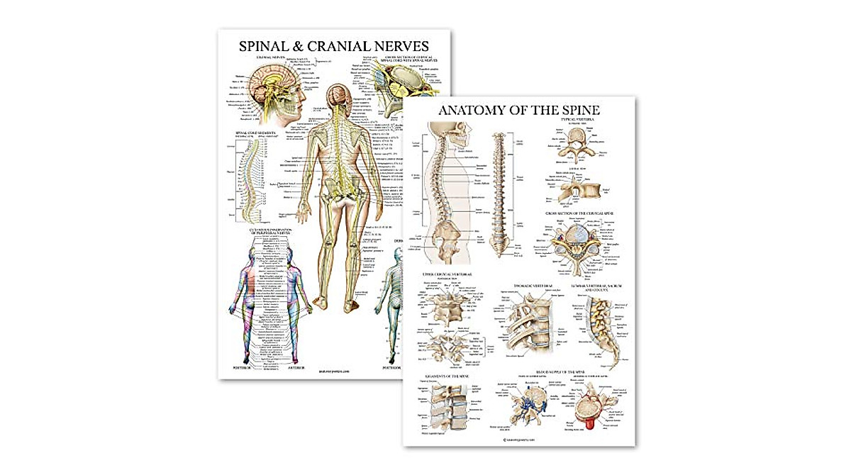 Anatomy Posters Set - Spinal & Cranial Nerves + Spine Charts