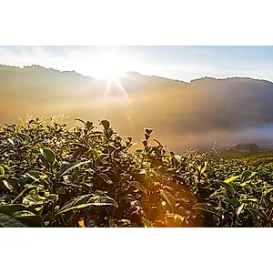 Cafe Don Pedro American Roast Naturally Low Acid Coffee - Large Can - Coffee Grounds for Sensitive Stomachs - Delicious Medium Roast Stone Ground Coffee