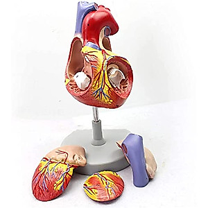 VEKETE Educational Model Enlarged Version of Human Heart Anatomical Model, Medical Teaching Heart, Suitable for Human Internal Organs Anatomy Science Classroom Research Tea