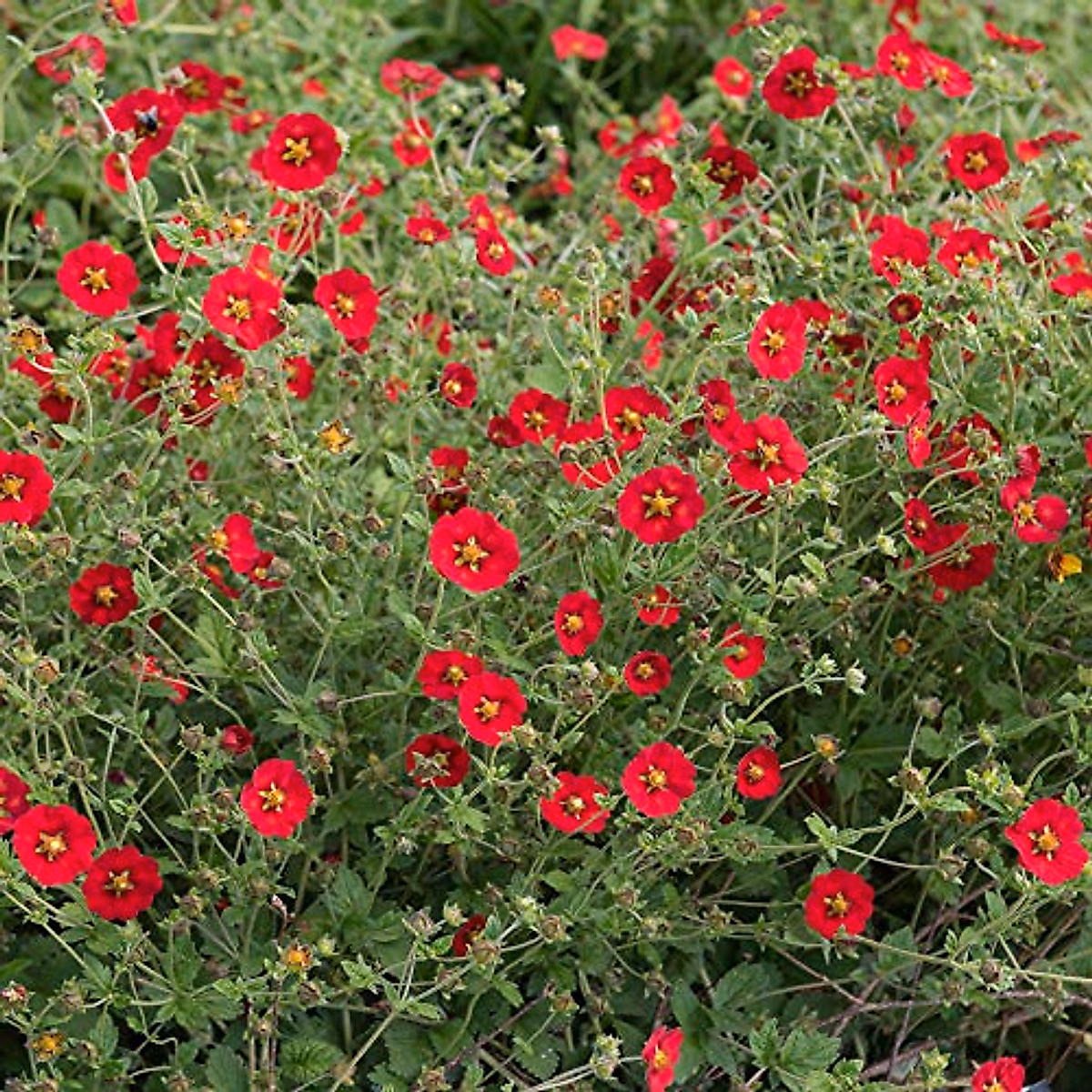 Outsidepride Cinquefoil Red Flowering Garden Flower Seeds - 2000 Seeds