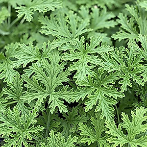 200 Pcs Citronella Plant Seeds Garden Home Plant Seeds,for Growing Seeds in The Garden or Home Vegetable Garden