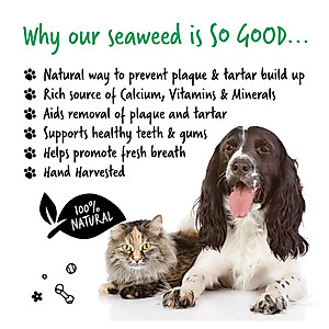 BUGALUGS Plaque Off Remover for Dog Teeth & Bad Breath 100% Natural | Plaque Off No Toothbrush or Dog Toothpaste | Remove Dog Bad Breath & Plaque Remover for Dogs & Cats (Dog 70g)