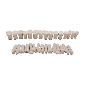 Typodont Teeth Model, with Removable Teeth, Compatible with Kilgore Nissin + 5 Sets of 28pcs Teeth Piece for Teaching, Study