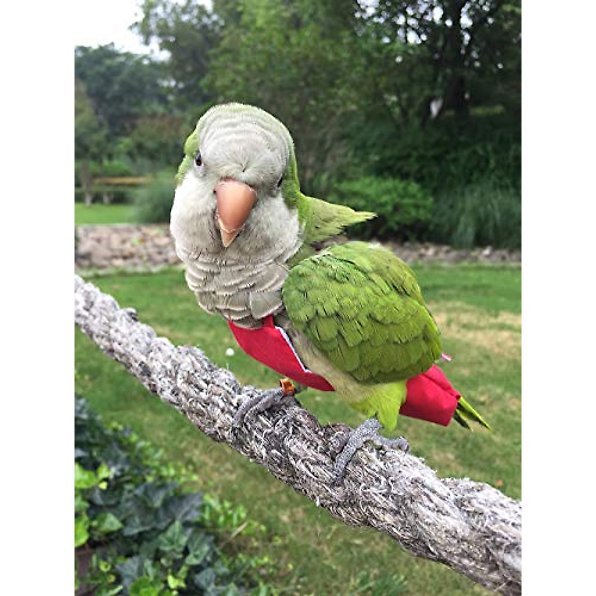 HEZHUO Parrot Diaper Bird Flight Suit, Bird Clothes, Waterproof Lining Pet Bird Supplies (L, Red)
