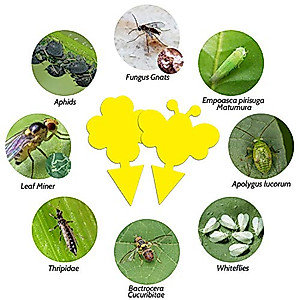 Kensizer 16pcs Yellow Sticky Traps for Gnats, Sticky Fruit Fly Fungus Gnat Trap Bug Traps Killer for White Flies, Aphids, Leaf Miners, Thrips Indoor Outdoor