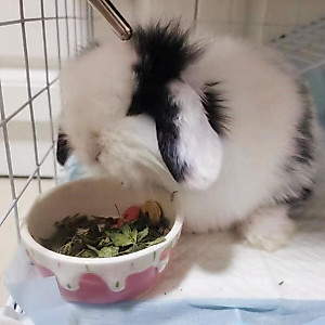 Toietmoi Hamster Ceramic Cartoon Food Bowl Water Prevent Tipping Christmas Party Style Guinea Pig Rabbit Gerbil Chinchilla Hedgehog Rat Small Animals Pets Assorted Colors