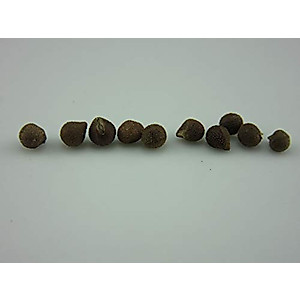 1112A-Tropical Hibiscus, Giant Pink (Hibiscus rosa-sinensis) Seeds by Robsrareandgiantseeds UPC0764425787105 Non-GMO,Organic,USA Grower, Cold Hardy, 1112-A Package of 10 Seeds