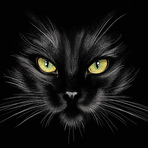 Erosebridal Animal Duvet Cover King Size Pet Cat Comforter Set Black Cat with Yellow Eyes Printed Bedding Set for Girls Boys, Bed Decor 3 Pcs with 2 Pillowcases, Zipper Closure