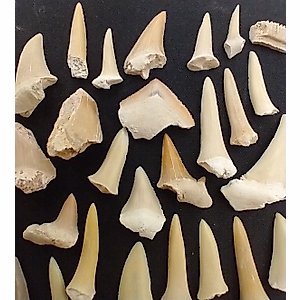 Universal Specialties Shark Teeth in Bag Genuine Fossilized Specimens Perfect for Classroom Lessons Arts and Crafts Necklaces and Play Excavation Sites Real Authentic Eocene Morocco Tooth Approx. 30