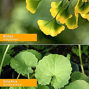 Herb Pharm Organic Nootropic Brain & Memory Supplement with Ginkgo Biloba Liquid Extract: Fast Absorption for Mental Focus Support, Ginkgo Supplement, Vegan, Gluten-Free, Non-GMO, 1 Oz