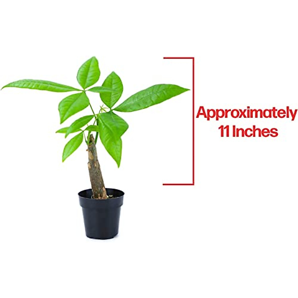 Altman Plants, Live Money Tree Plant, Pachira Aquatica Money Tree, Feng Shui Money Tree Pachira Aquatica Plant, Pachira Plant Bonsai Tree in Planter Pot with Soil, Money Tree Plant Indoor Plants