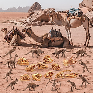 GAICOM Dinosaur Head Skeleton Fossil Assorted Bones Playsets 23 PCS Action Figures Model Toys for Kids