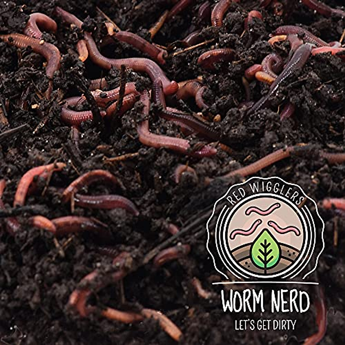 Worm Nerd Red Wiggler Live Worms, Composting Worms for Vermiculture/Composting - 100 Pack ***Cannot Ship to Hawaii***