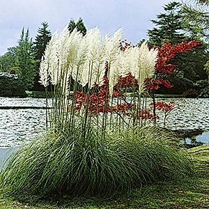 Outsidepride Perennial White Cortaderia Selloana Tall Pampas Grass Plants - 1000 Seeds