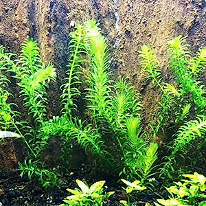 Mainam 1 Hornwort Bunch + 3 Anacharis Freshcut for Pond Live Aquarium Plant Tropical Oxygenating