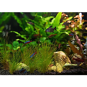 SOUTH SHORE RETAIL, LLC Assorted Community Fish Pack - Mystery Fish - Selected By Our Experts! - Live Fish (10 Pack)