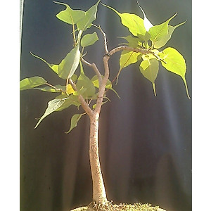 Ficus religiosa | Sacred Fig | Bodhi Tree | Pippala | Peepul | Peepal | 100_Seeds